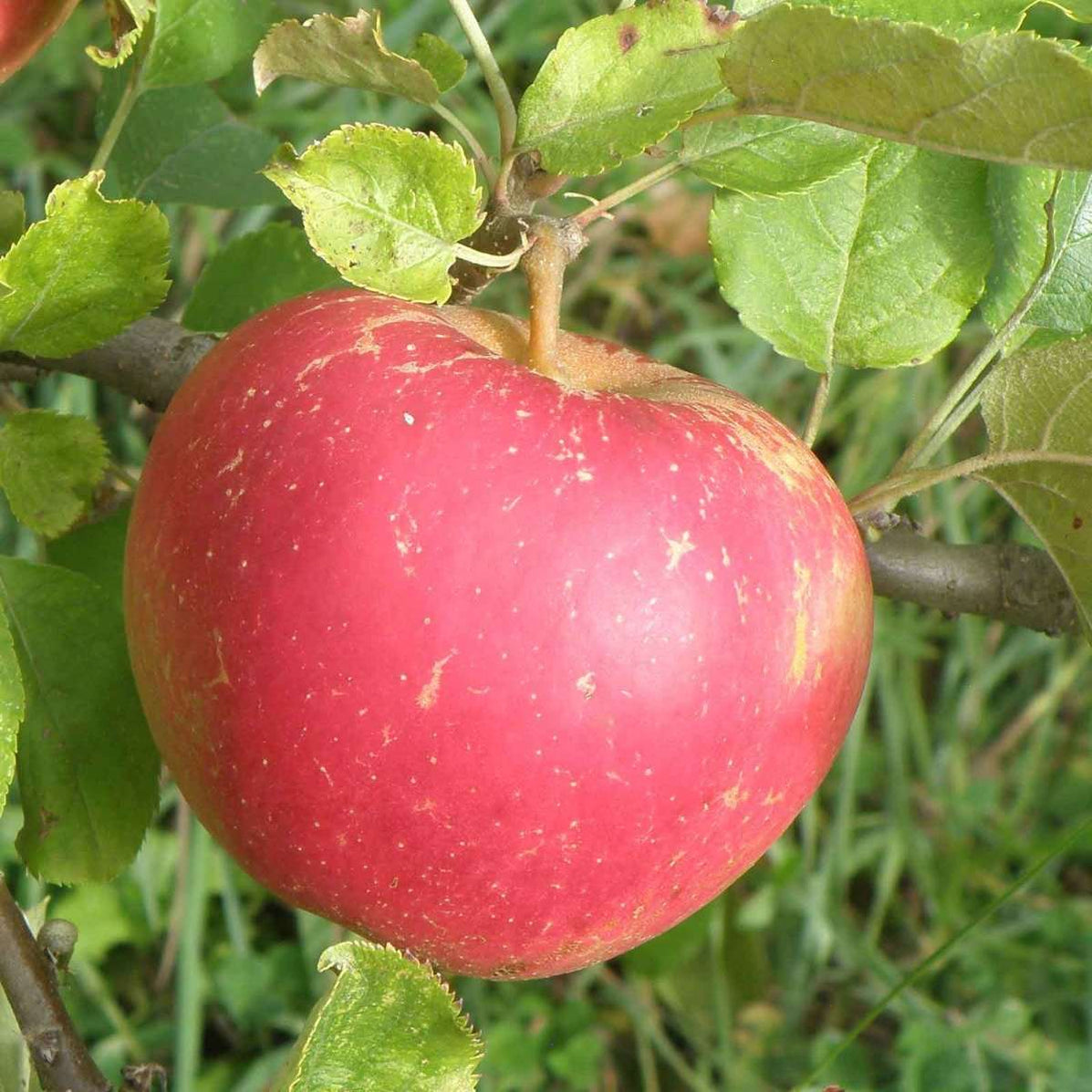 Red Boskoop Apple — Raintree Nursery