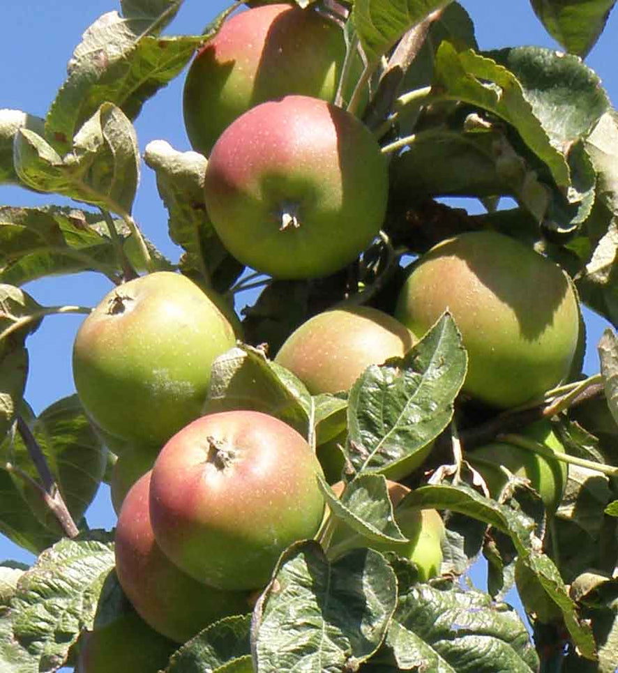 Cider Apple Trees — Raintree Nursery
