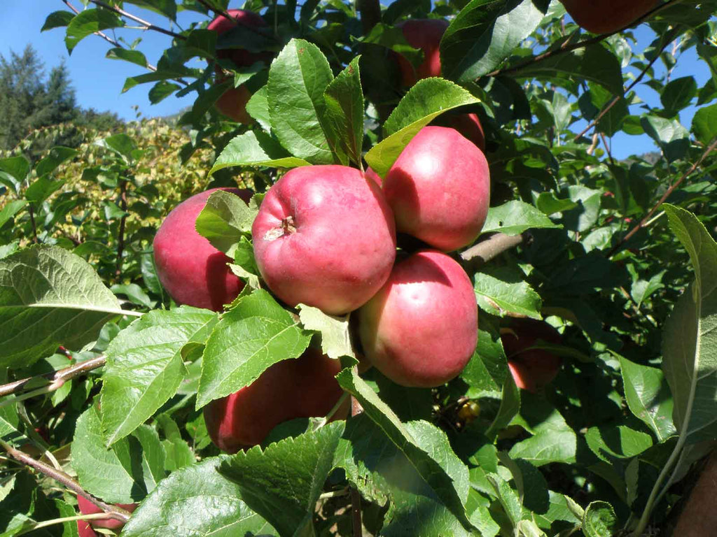 Mini Apple Trees | Order Highest Quality Plants | Raintree Nursery