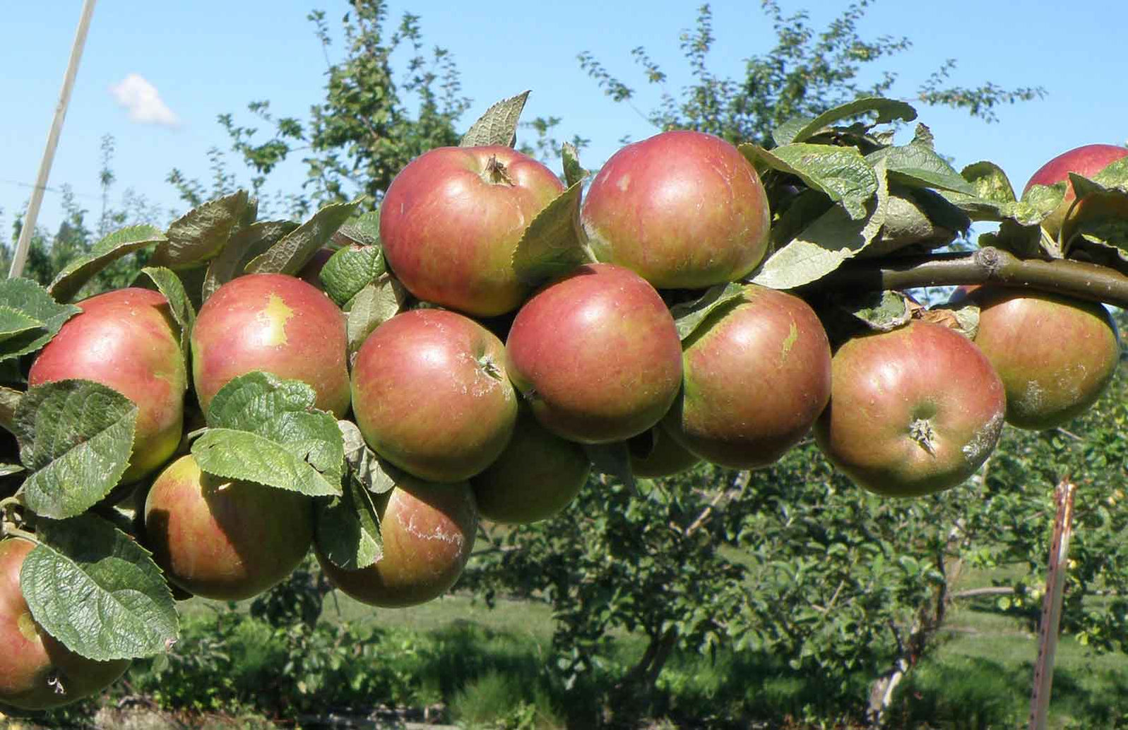 Cider Apple Trees — Raintree Nursery