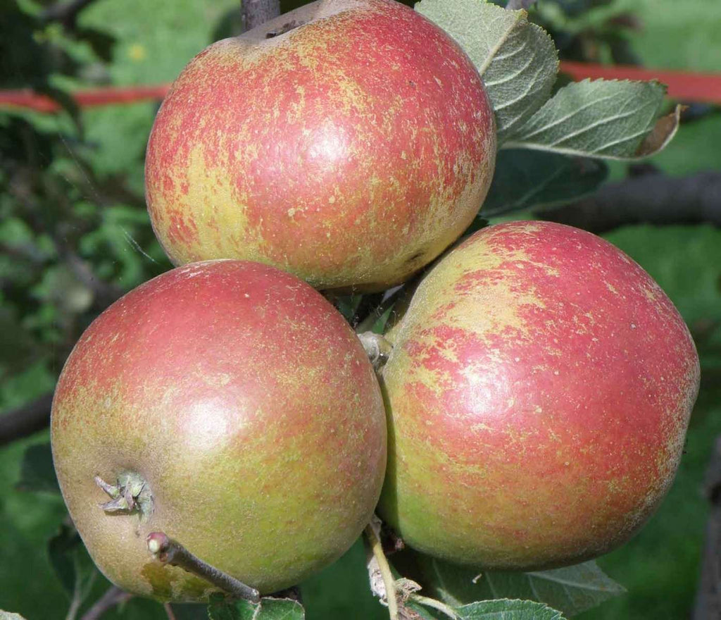 Mini Apple Trees | Order Highest Quality Plants | Raintree Nursery