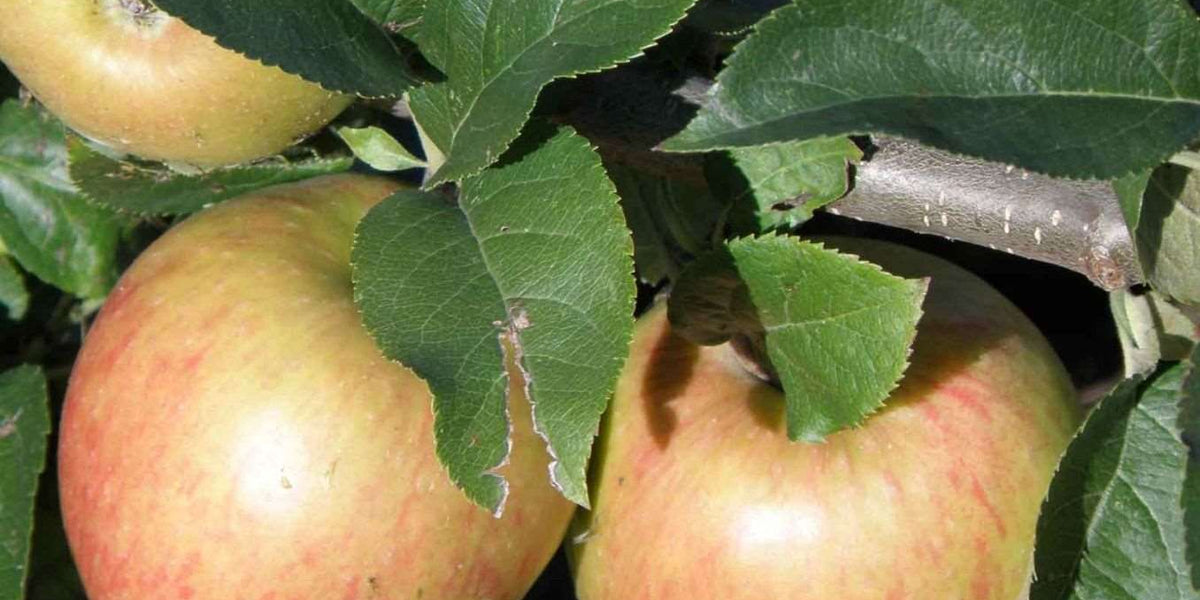 Jonagold Apple Tree — Raintree Nursery