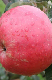 Tompkins King Apple Tree — Raintree Nursery