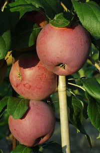Liberty Apple — Raintree Nursery