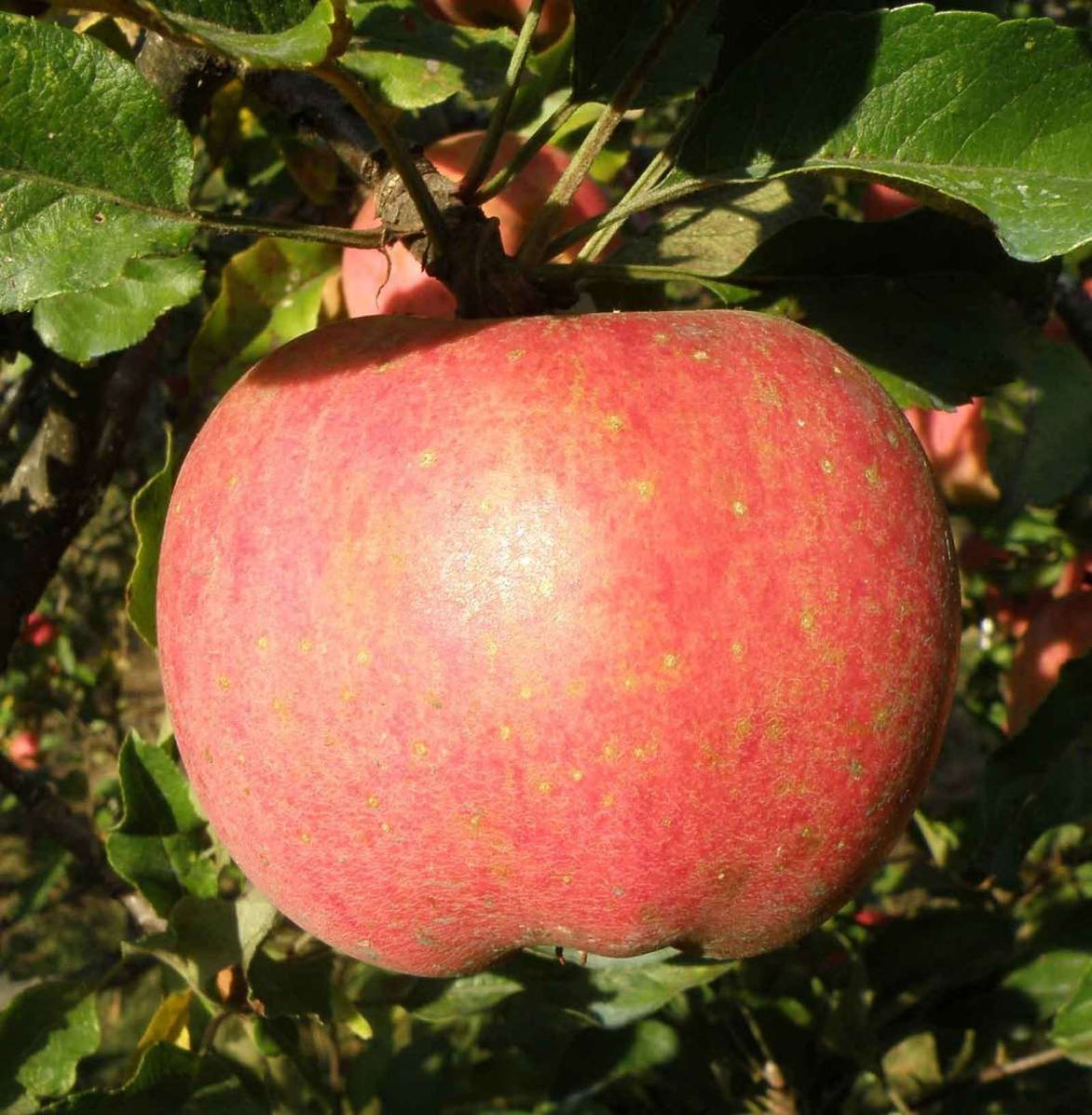 Melrose Apple — Raintree Nursery