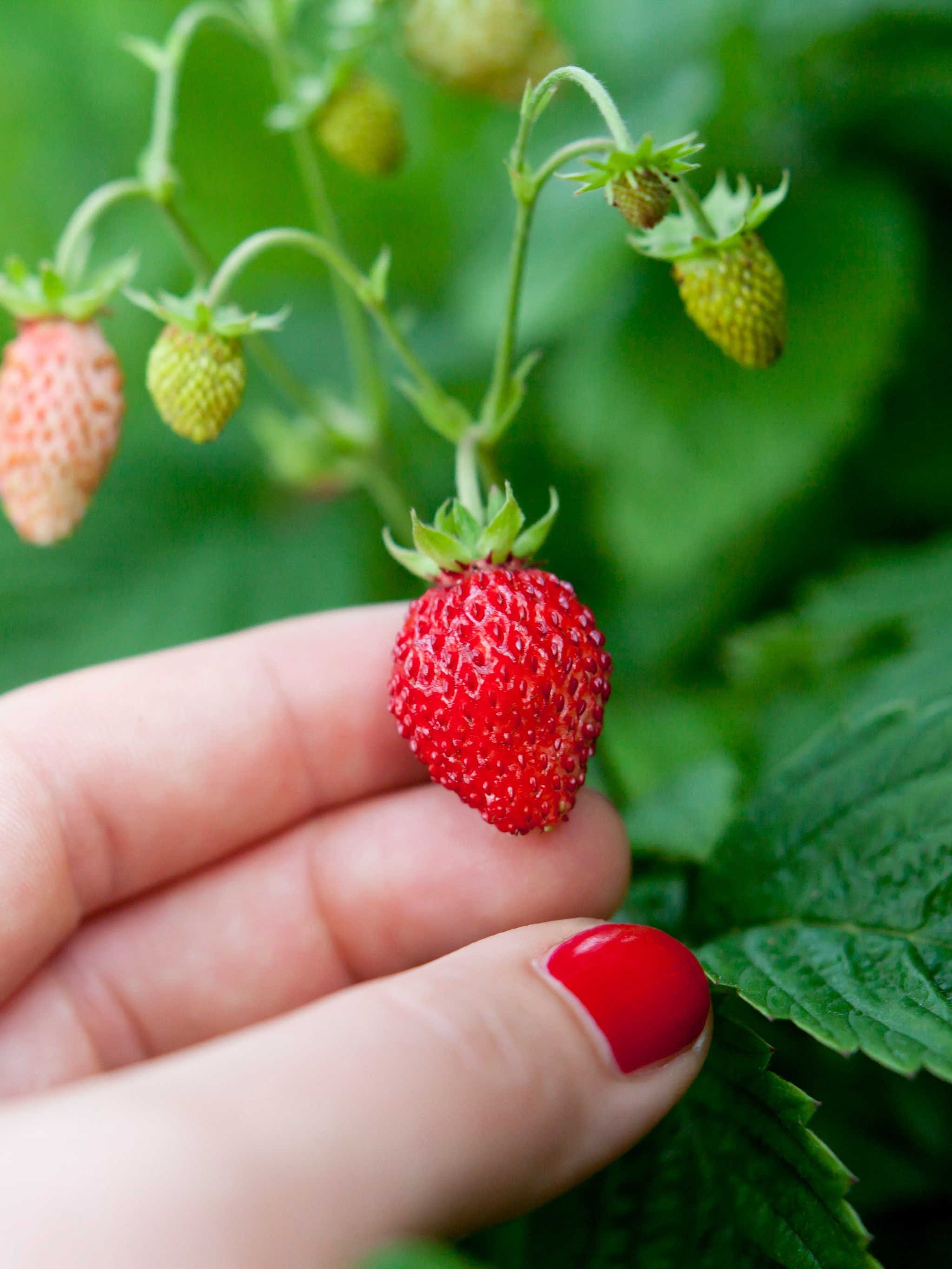 Pink Strawberry Plants Fragaria X Ananassa 'Ruby Ann' Everbearing