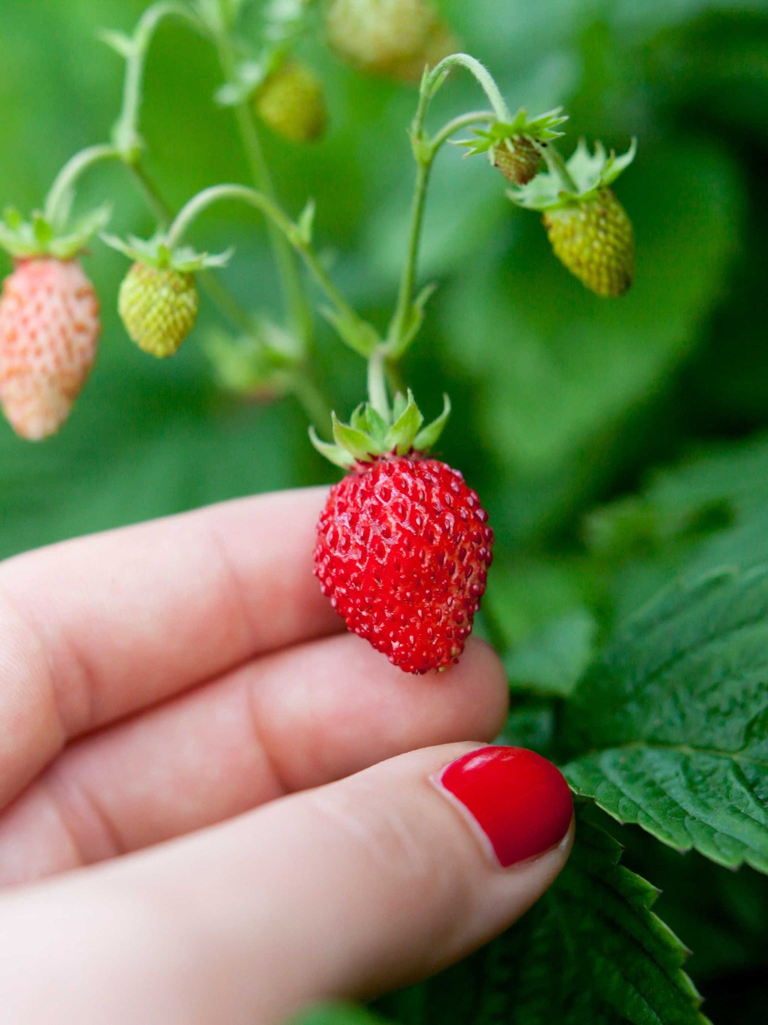 Buy Strawberry Plants Online | Strawberry Plants for Sale — Raintree ...