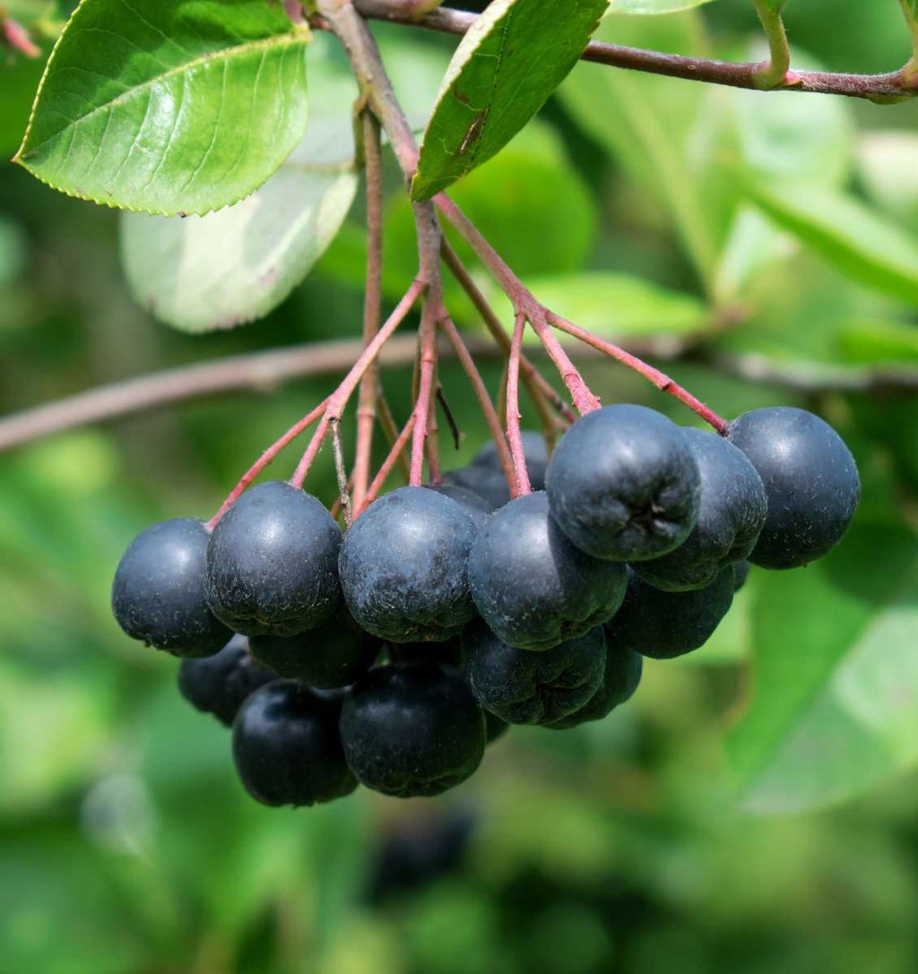 Aronia Plants for Sale | Raintree Nursery