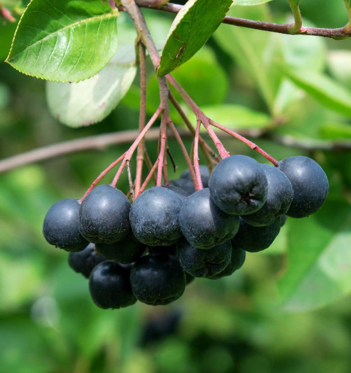 Aronia — Raintree Nursery