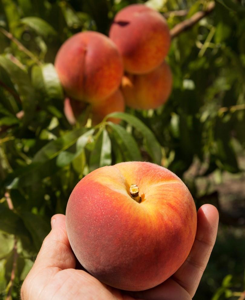 Dwarf Fruit Trees Peach