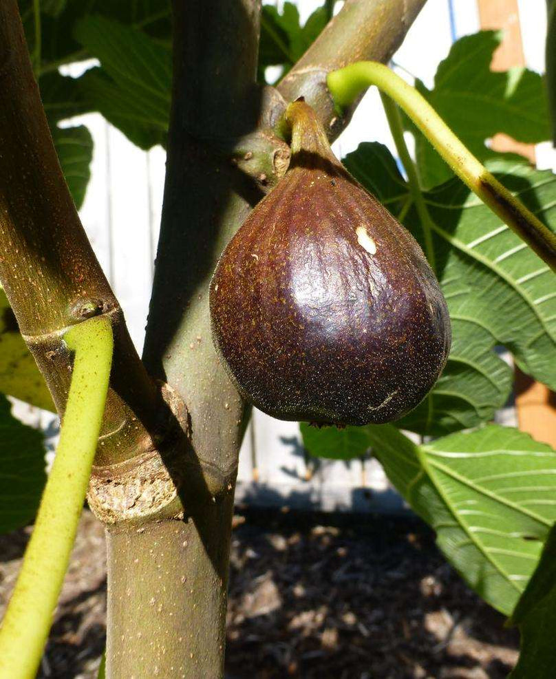 Beall Fig — Raintree Nursery