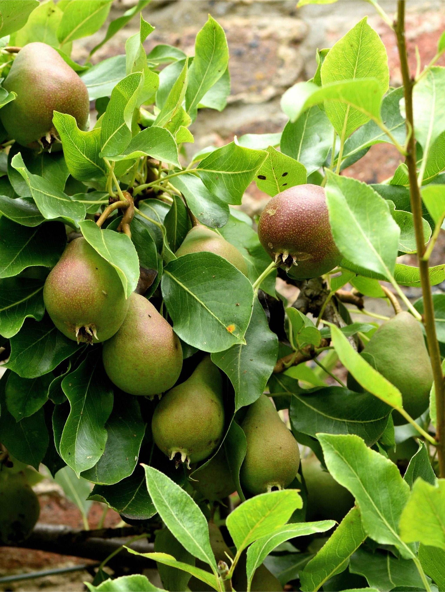 European Pear Trees — Raintree Nursery