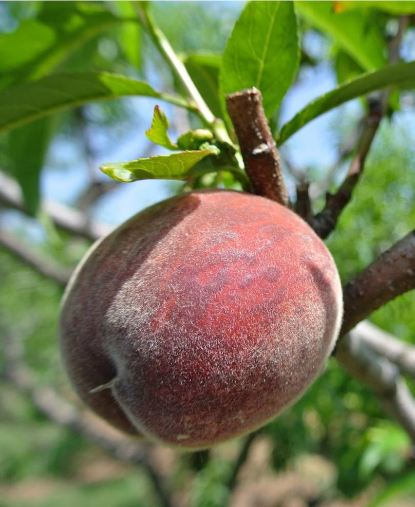 Black Boy Peach — Raintree Nursery