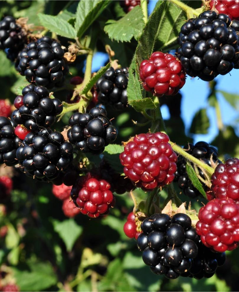 Thornless Blackberry Plants | Order Highest Quality Bushes — Raintree ...