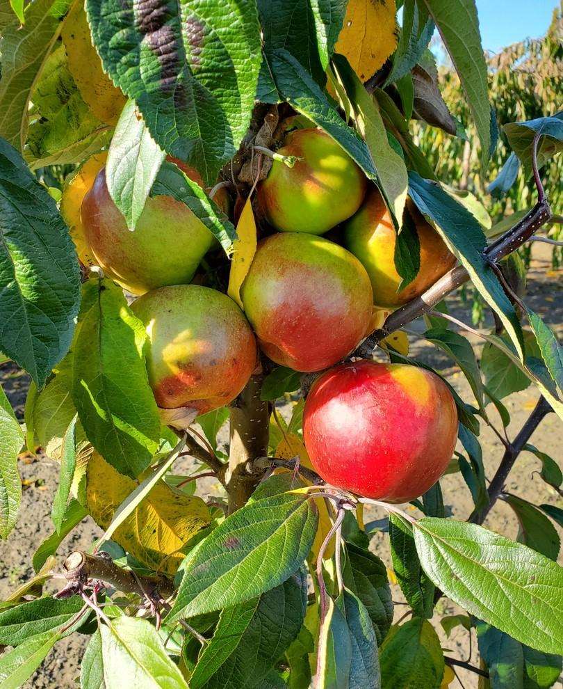 Blushing Delight™ Urban™ Columnar Apple — Raintree Nursery