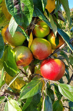 Blushing Delight™ Urban™ Columnar Apple — Raintree Nursery