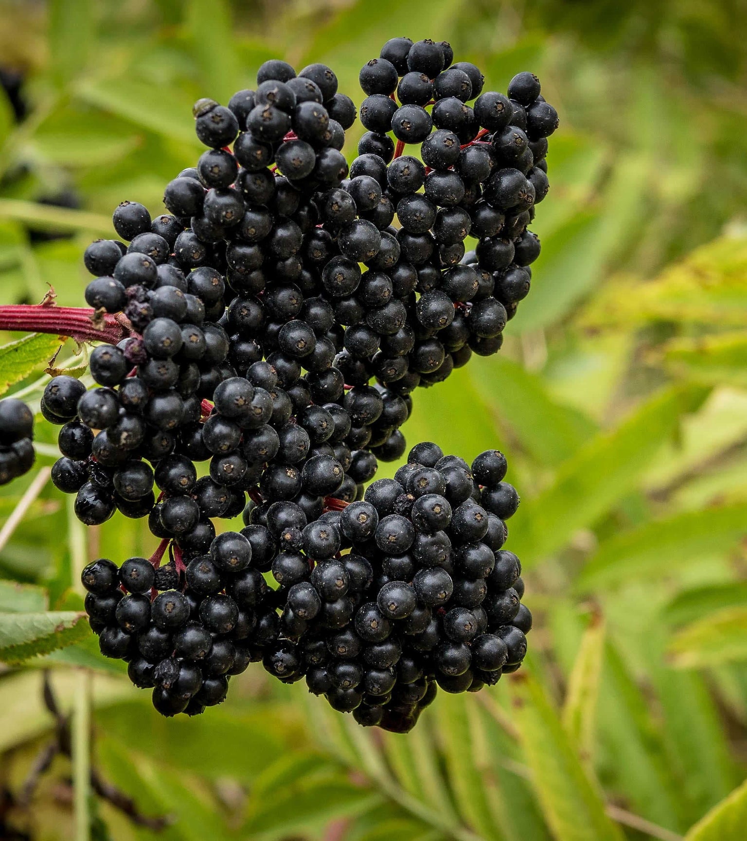 Buy Elderberry plants | Elderberry bush for sale
