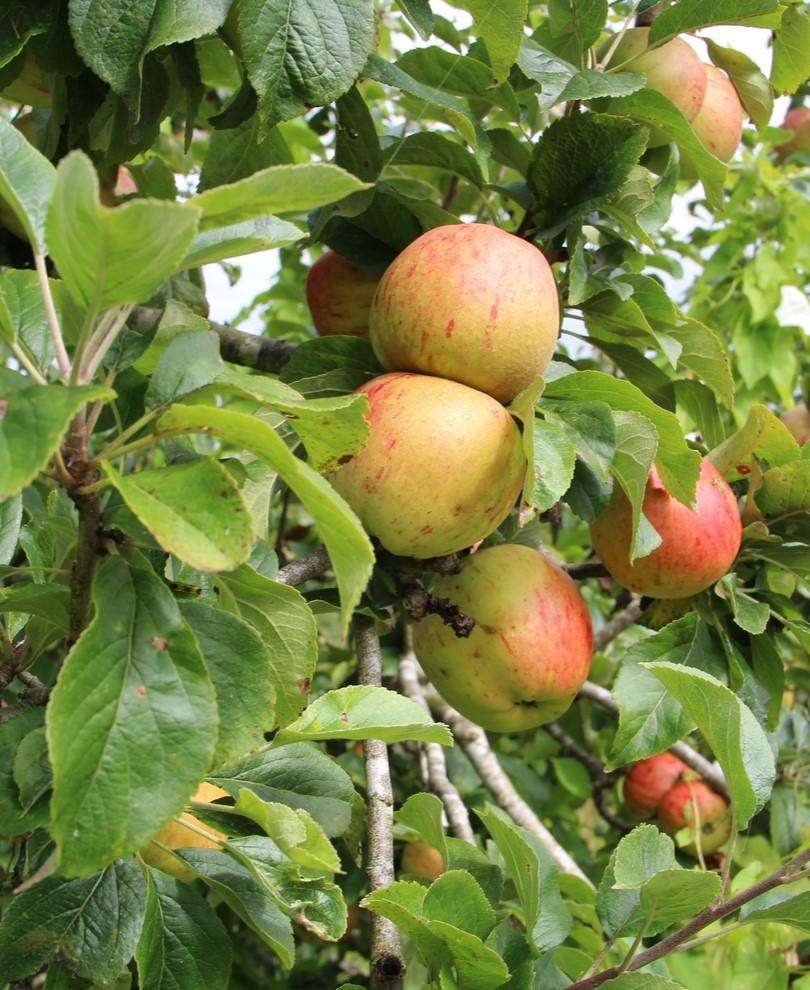 Bramley Apple — Raintree Nursery