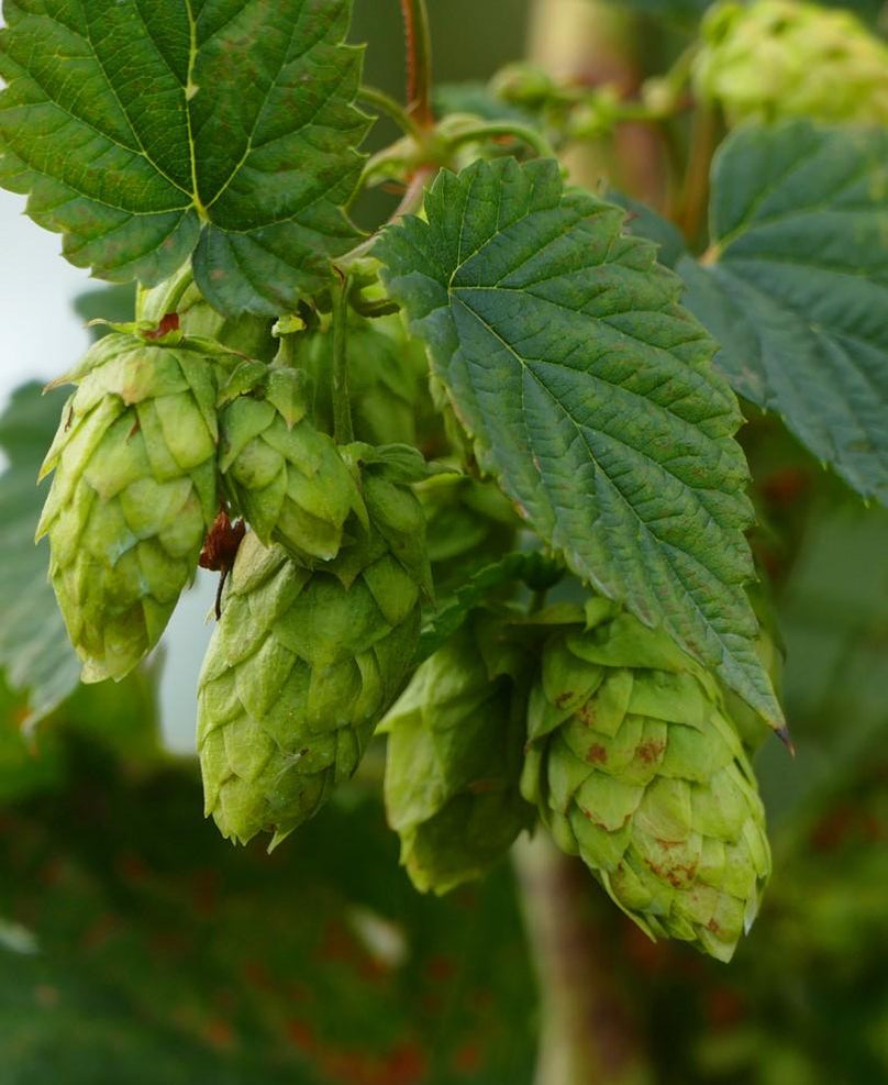Brewer's Gold Hops — Raintree Nursery
