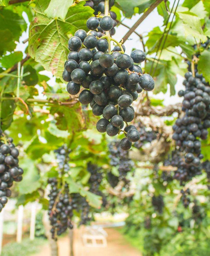 Buffalo Grape — Raintree Nursery