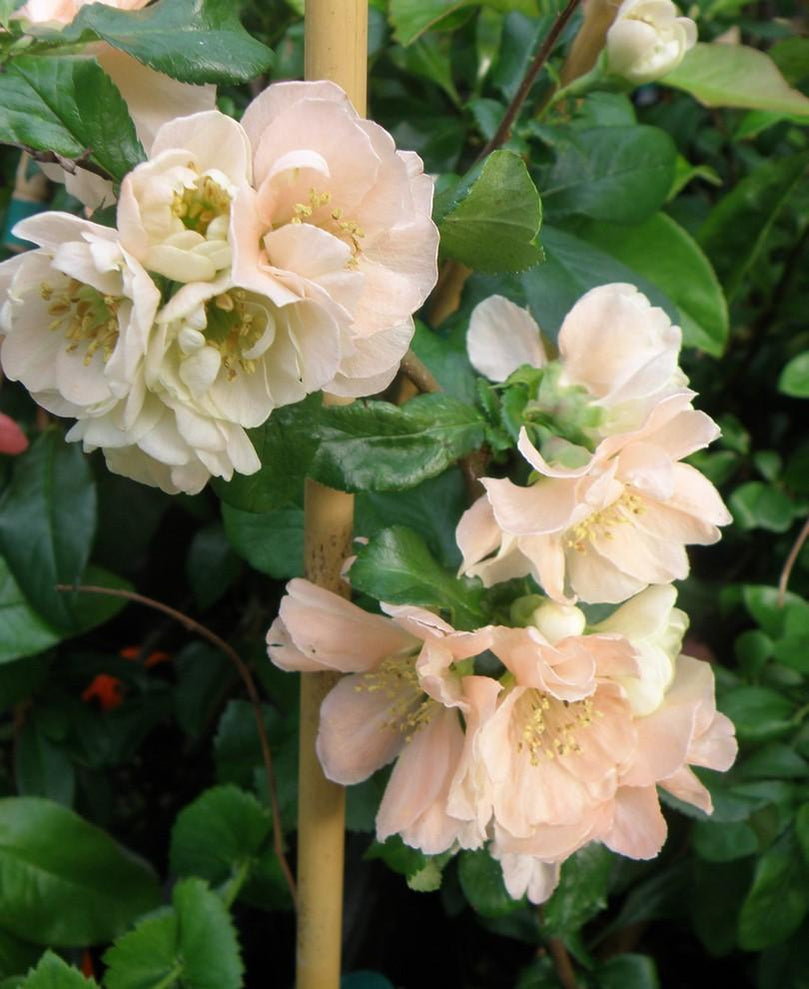 Flowering Quince Plants — Raintree Nursery