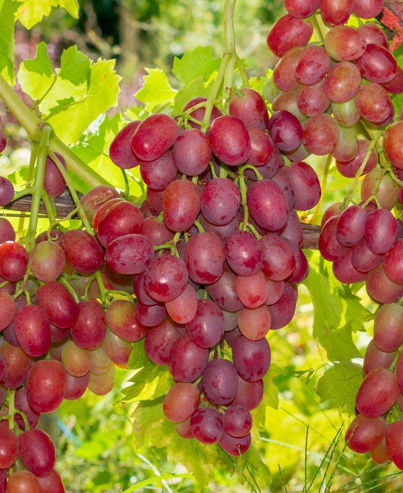 Table Grapes — Raintree Nursery