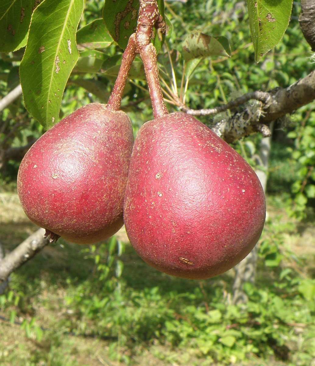 Cascade E Pear/OHxF87 — Raintree Nursery