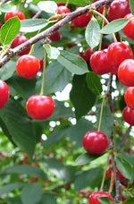 Balaton™ Cherry — Raintree Nursery
