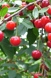 Balaton™ Cherry — Raintree Nursery