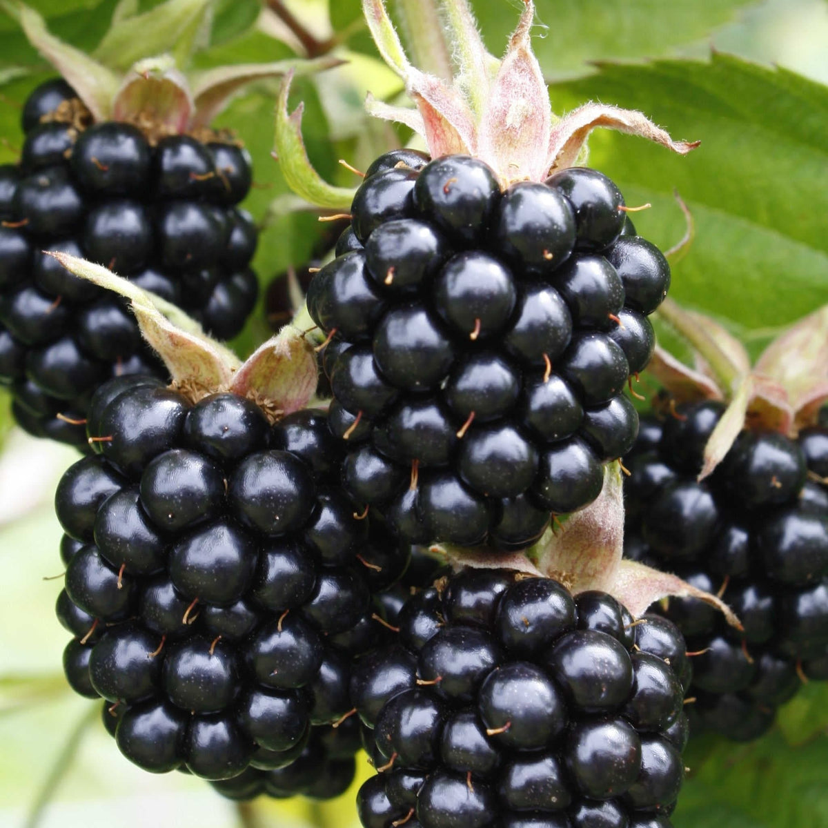 Chester Thornless Blackberry — Raintree Nursery