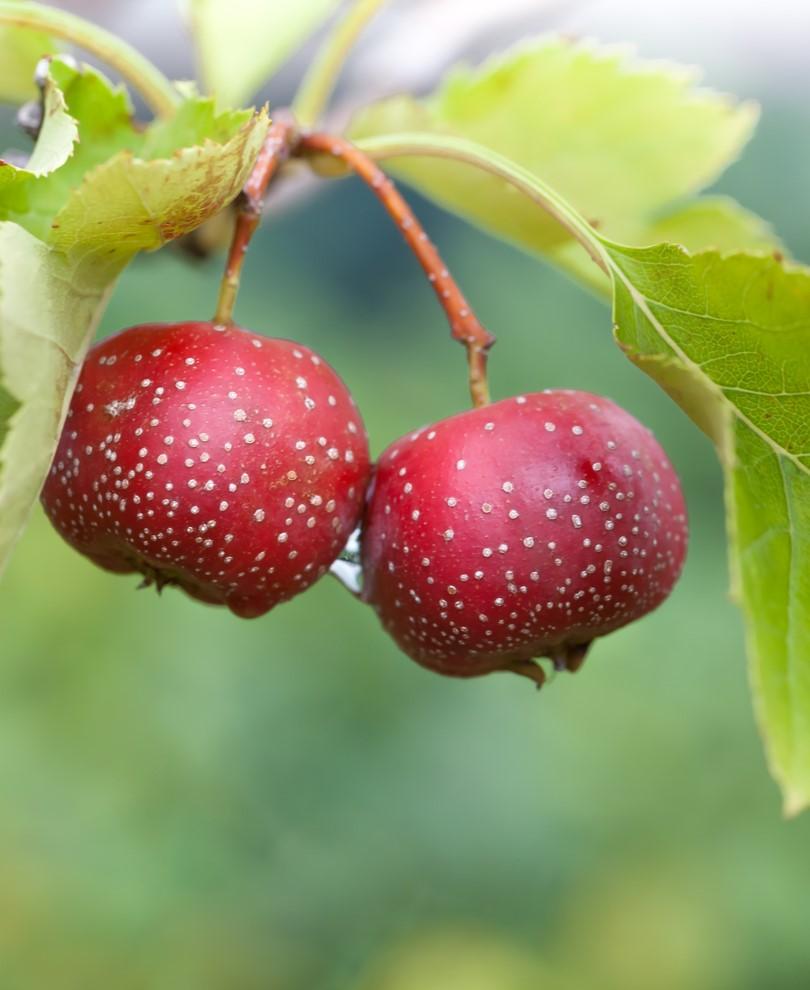 Red Sun Chinese Hawthorn — Raintree Nursery