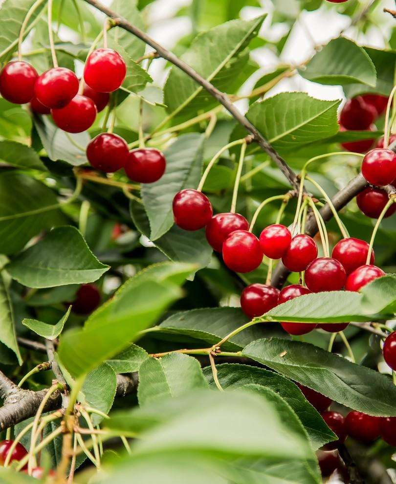 Combination Dwarf Cherry Tree (4 varieties) — Raintree Nursery