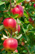 Combo Heritage Apple (4 varieties) — Raintree Nursery