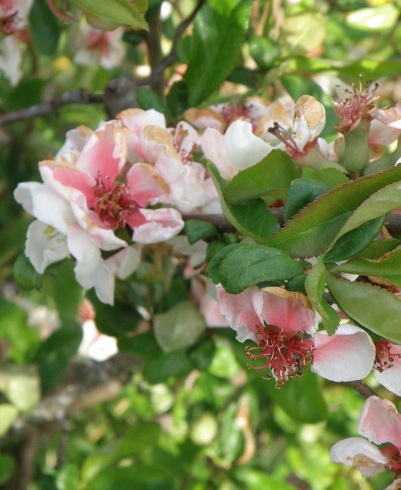 Contorted Flowering Quince — Raintree Nursery