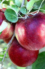 Cosmic Crisp® Apple — Raintree Nursery
