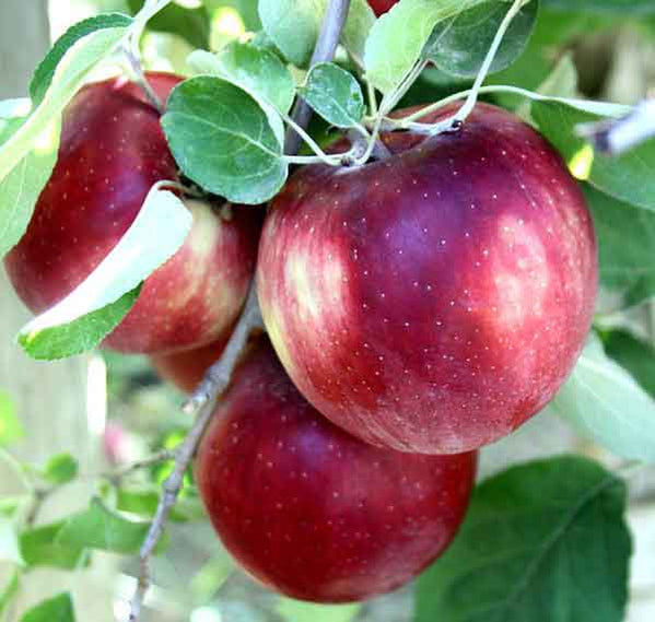 Mini Apple Trees | Order Highest Quality Plants | Raintree Nursery