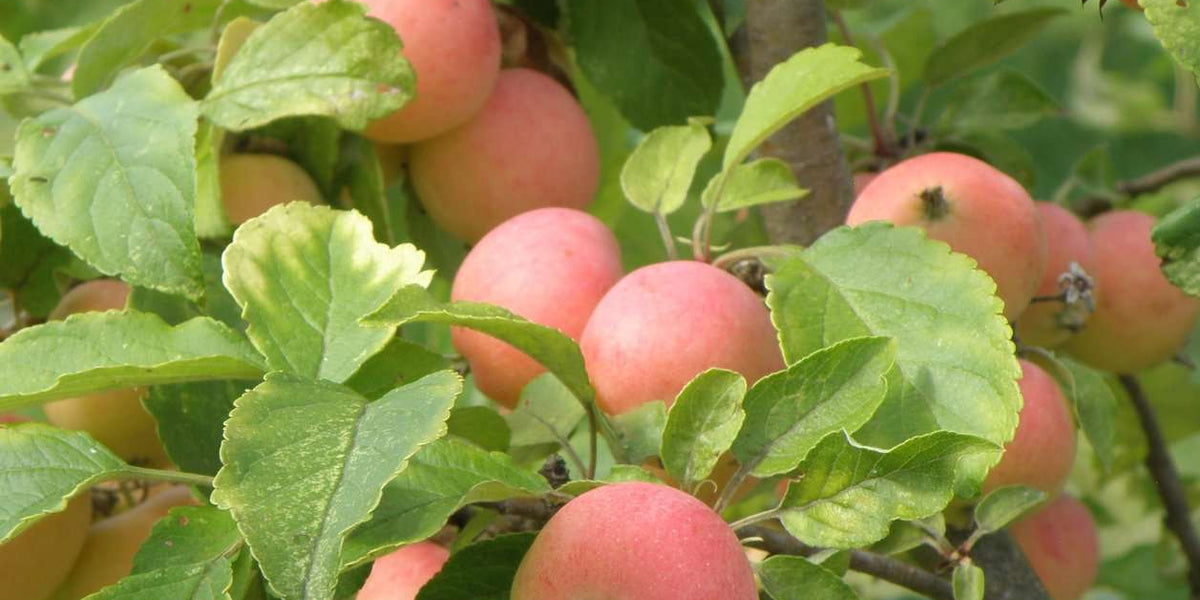 WSU Puget Spice Crabapple — Raintree Nursery