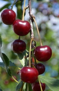 Craig's Crimson Cherry — Raintree Nursery