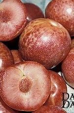 Combo Pluot Tree (4 varieties) — Raintree Nursery