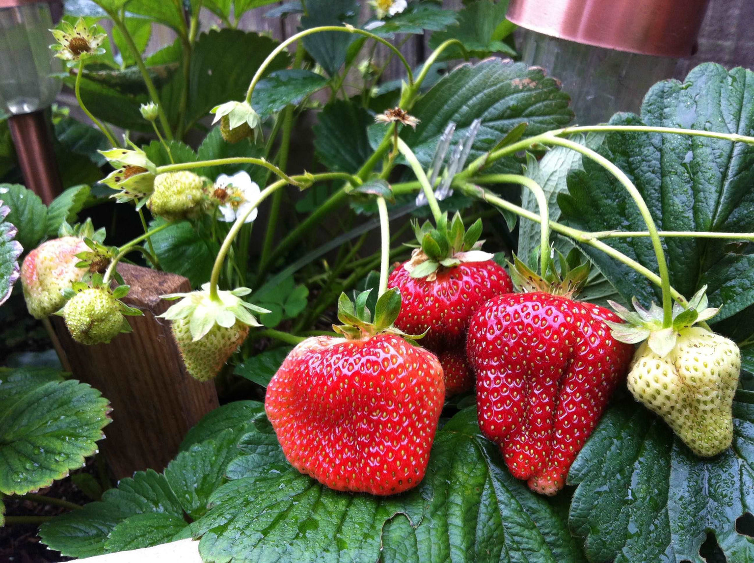 Buy Strawberry Plants Online | Strawberry Plants for Sale — Raintree ...
