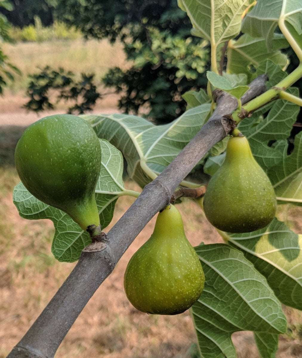 Fig Plants