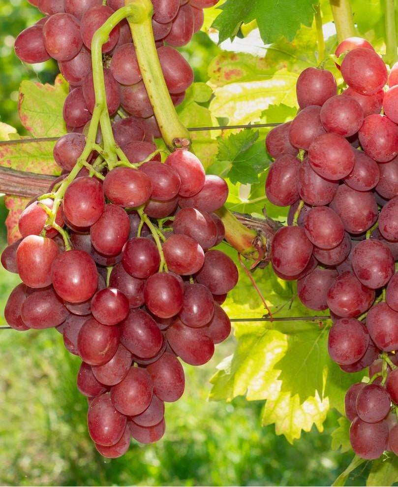 Table Grapes — Raintree Nursery