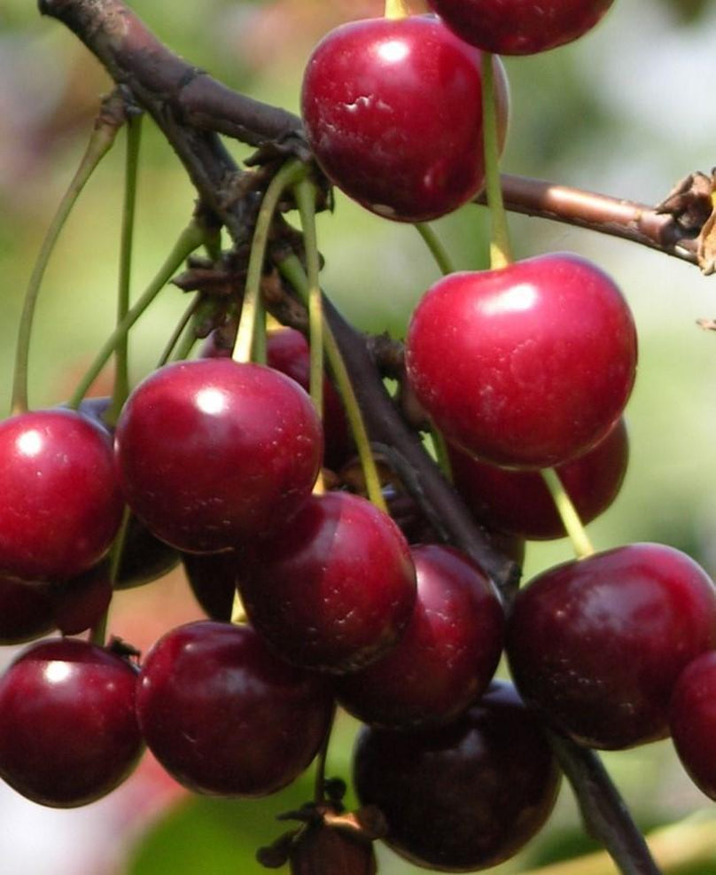 English Morello Cherry — Raintree Nursery
