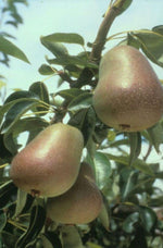 Harrow Delight European Pear — Raintree Nursery