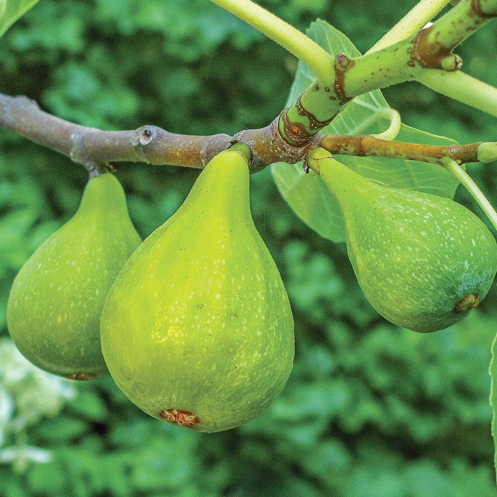 Lattarula Fig - Raintree Nursery