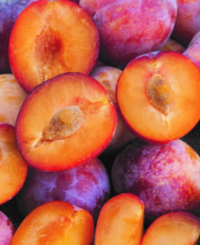 Dapple Dandy Pluot and Other Plum Cross | Raintree Nursery