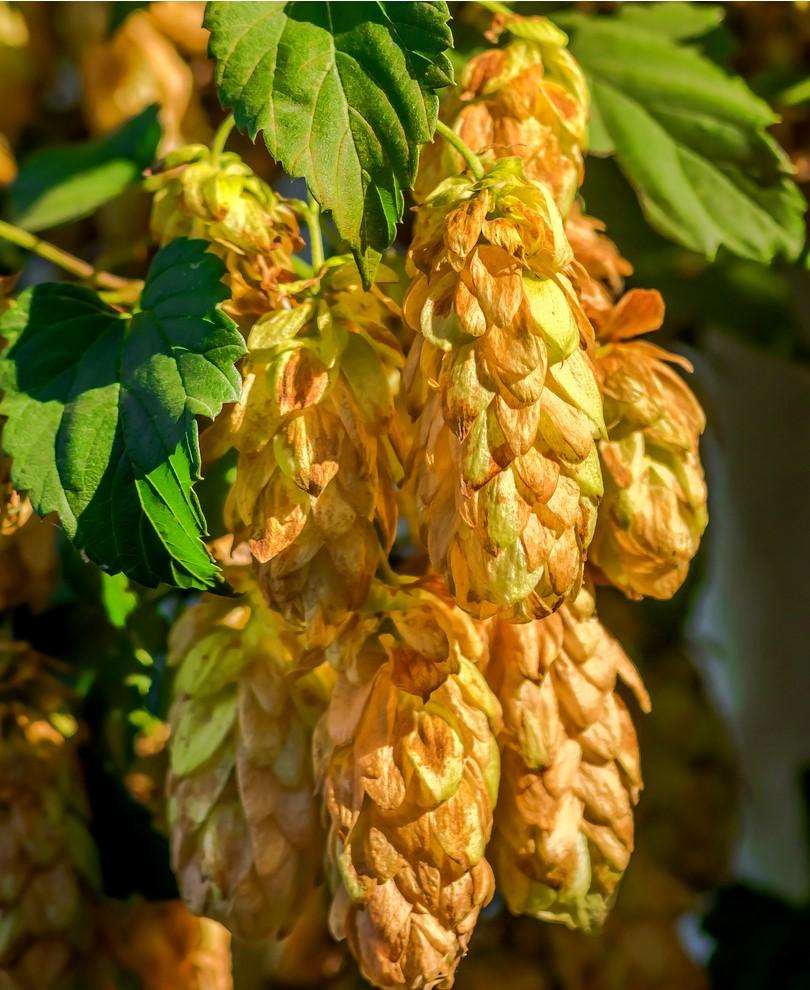 Golden Hops — Raintree Nursery