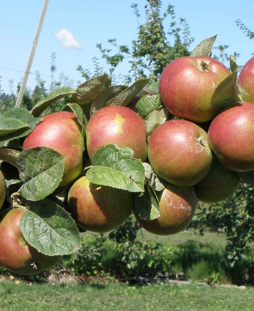 Combination Cider Apple Tree (3 Varieties) — Raintree Nursery