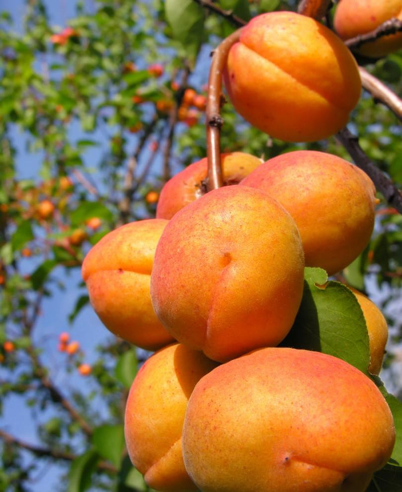Harglow Apricot — Raintree Nursery