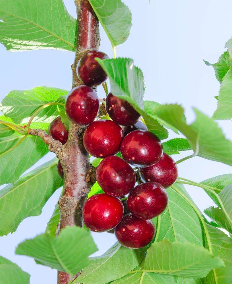 Dwarf Cherry Trees | Highest Quality Plants | Raintree Nursery